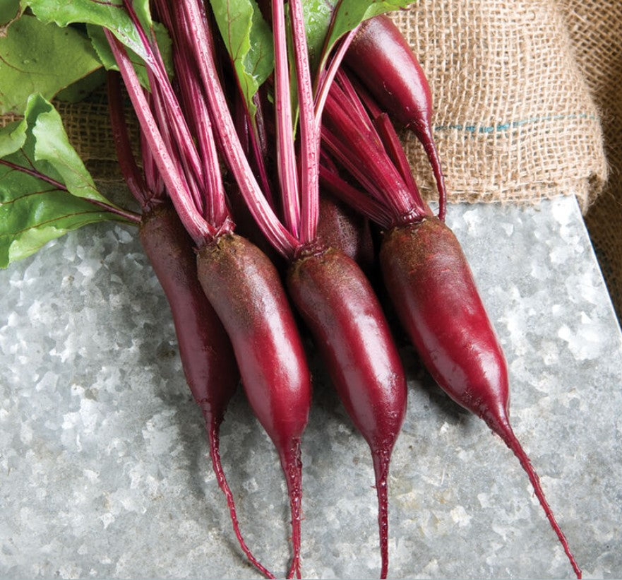 Beetroot - Alto (kg) – Chef's Garden