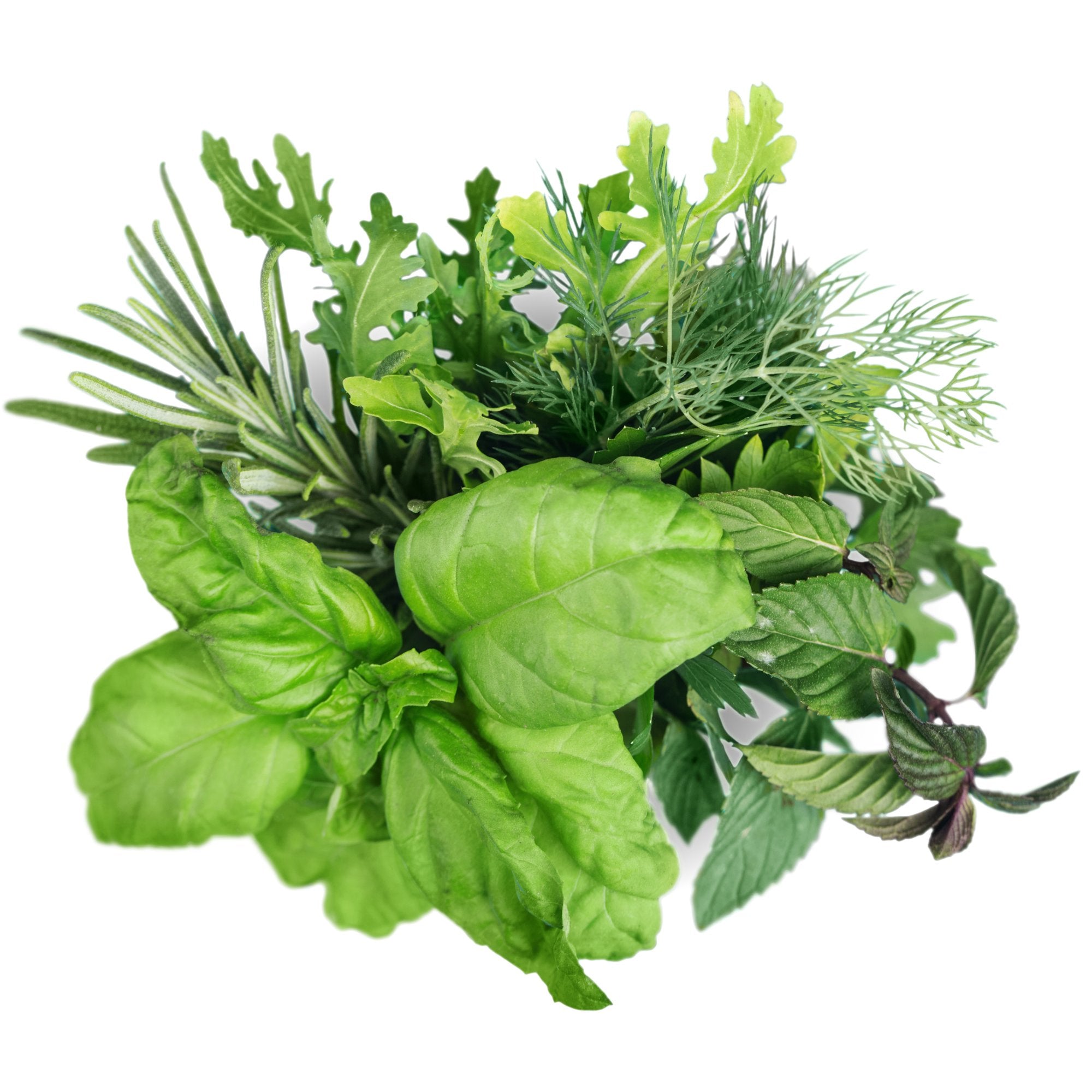 Buy Fresh Herbs Wholesale Taupo | Chef's Garden