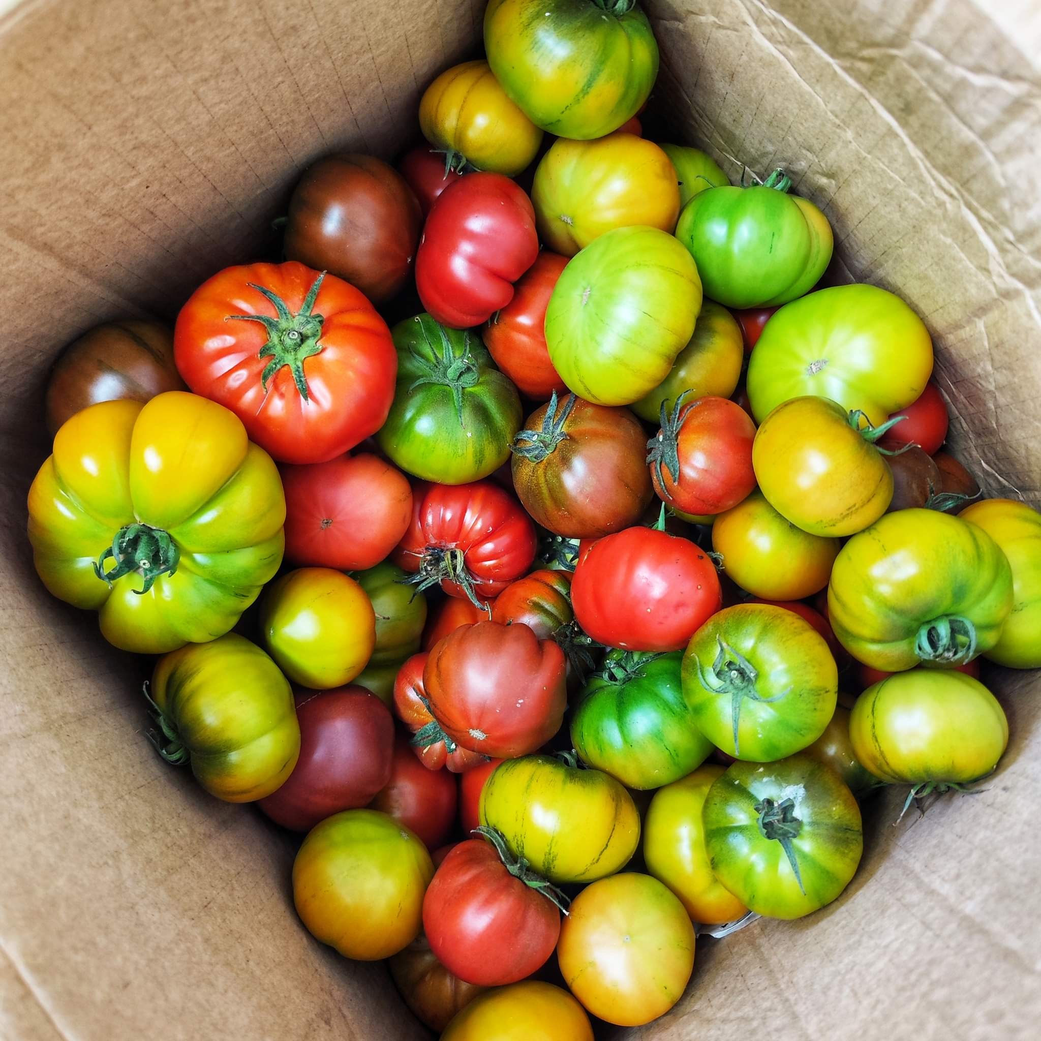 Tomato - Heirloom Rainbow (5kg box) – Chef's Garden